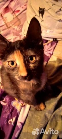 Котята в добрые руки,девочки кора и сакура,к латку