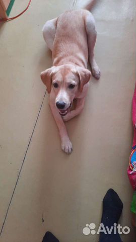 Щенки щенок