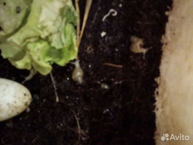 Улитки ахатины малыши