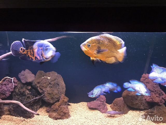 Астронотусы