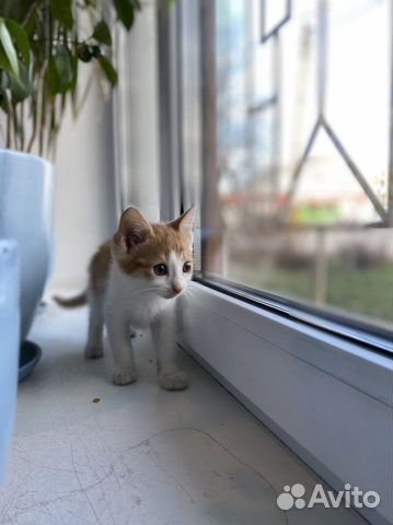 Рыжий котенок - девочка ищет дом