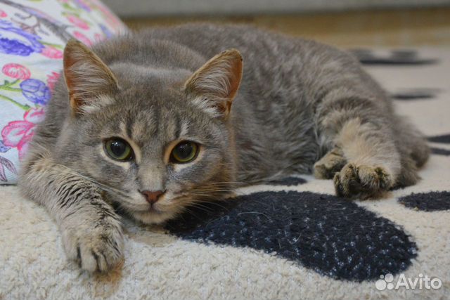 Кошечка Мини в добрые руки