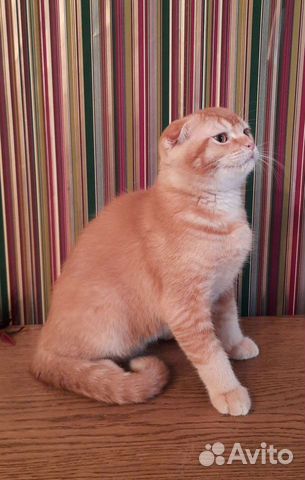 Вислоухий котёнок апельсинчик