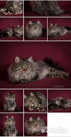 Красивая сибирячка в хорошую семью