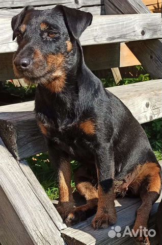 Щенки ягдтерьера