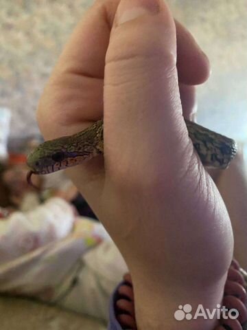 Узорчатый полоз, террариум