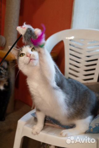 Котик Филя в добрые руки