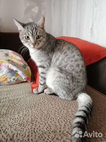 Кот Рони в дар. Доставка