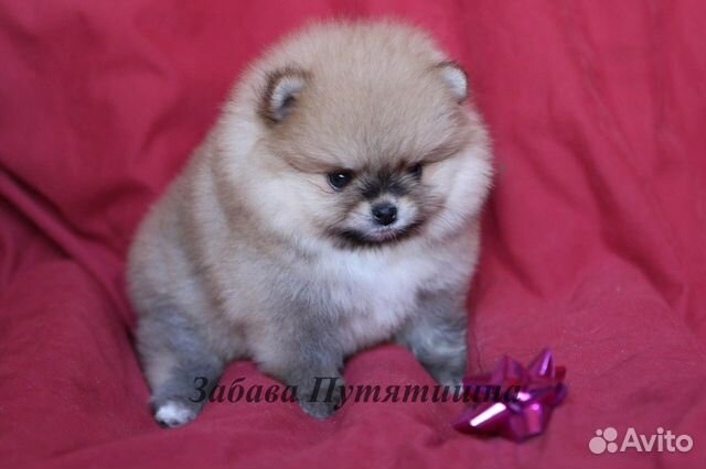 Шпиц кнопка