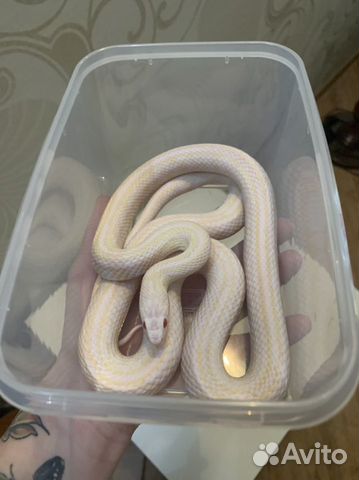 Маисовый полоз xanthic snow tessera (самка)