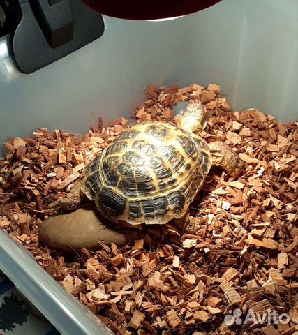 Черепаха сухопутная