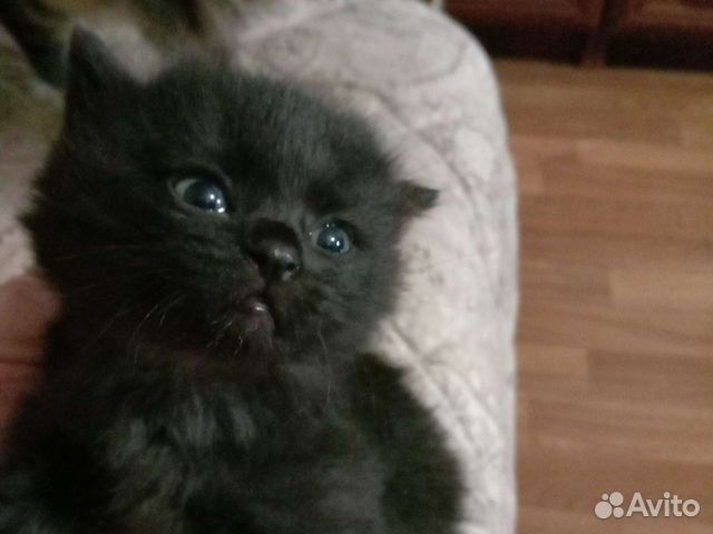 Отдам котят откурильского бобтейла