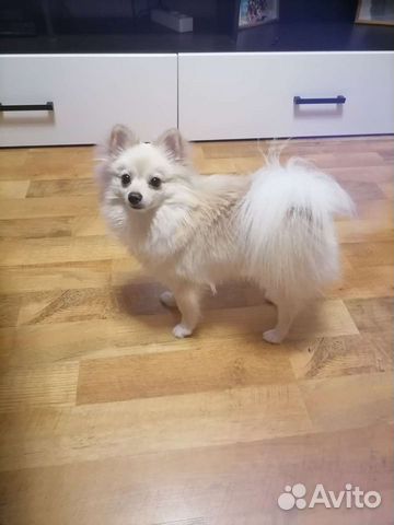 Померанский шпиц мини