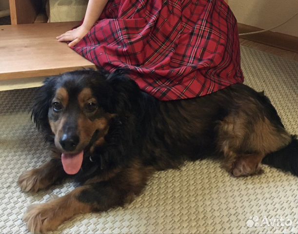 Отдам собаку в добрые руки