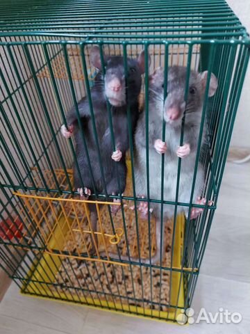 Крыса дамбо с клеткой