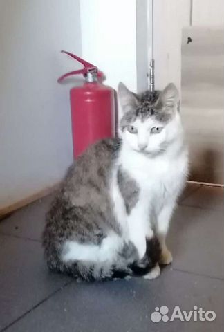 Кошка серый белый котята