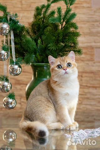 Британская шиншилла