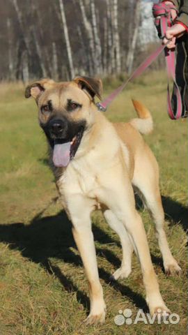 Очень хороший пёс ищет вас