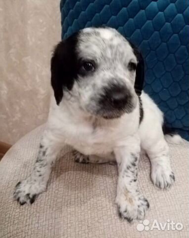 Два мальчика щенка ищут хозяев. Отдадим в хорошие