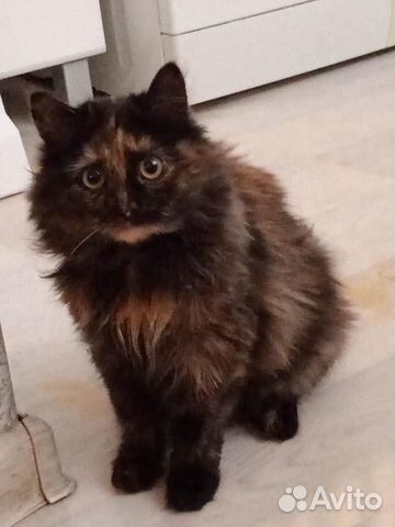 Молодая кошечка в добрые руки