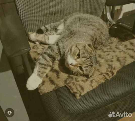 Вислоухий котик ласковый ищет дом