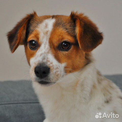 Парнишка-подросток Филя в добрые руки