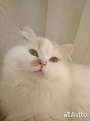 Шотландский кот вязка