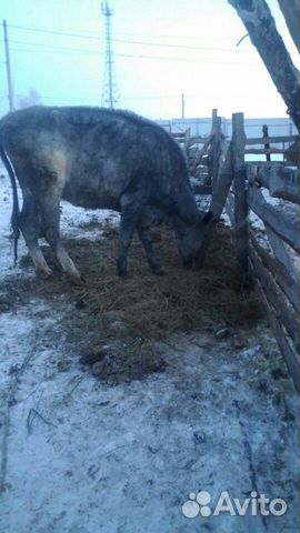 Корова яловая