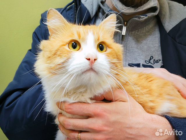 Ласковый кот Кузя в добрые руки