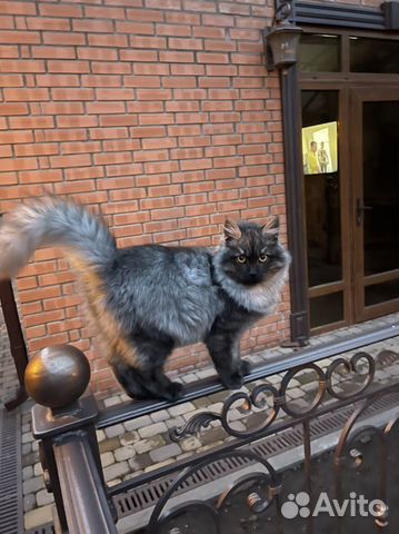 Серый котенок 4,5мес