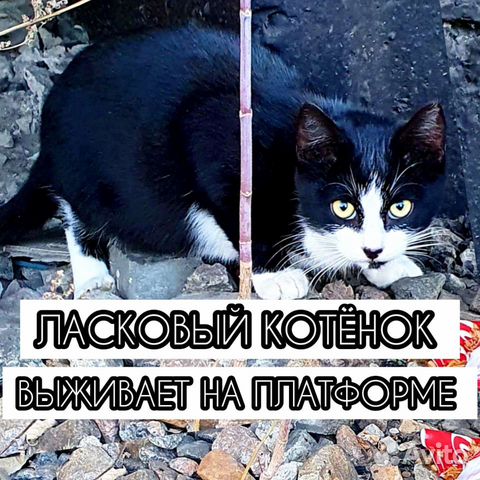 Ласковый котёнок выживает на платформе