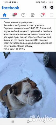 Английский бульдог