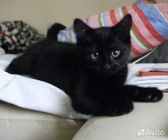 Котята