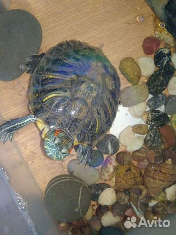 Красноухая черепаха бесплатно