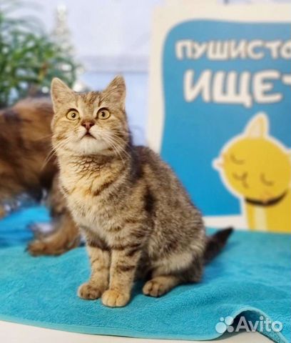 Пушистое счастье ищет дом