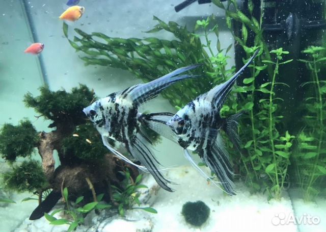 Продам скалярий