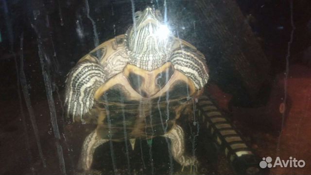 Красноухая черепаха с аквариумом