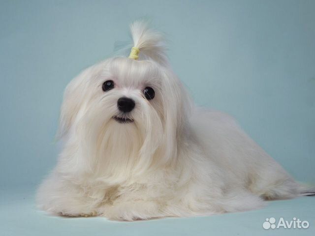 Мальтезе мини мальчик