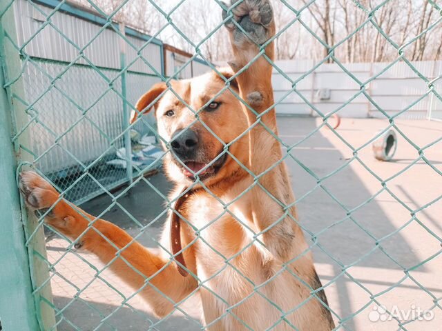 Собака в приюте ждёт своих хозяев