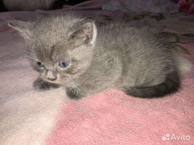 Британская кошка