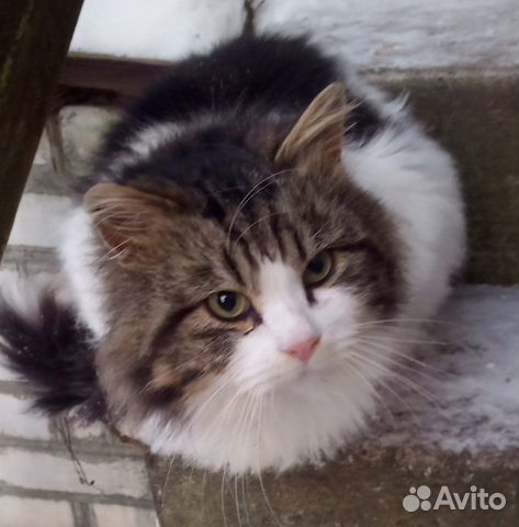 Кошка и кот в добрые руки