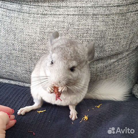 Шиншилленок мальчик Белый Вильсона 2 мес