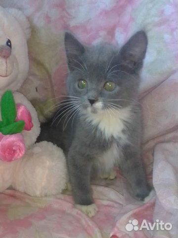 Сильвер голубой котенок