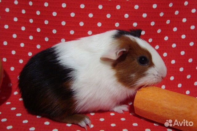 Морские свинки тортики (TSW)