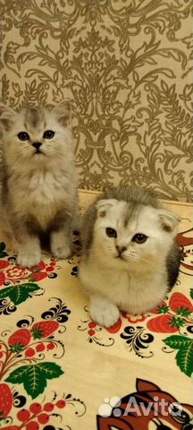 Британские и шотландские котята