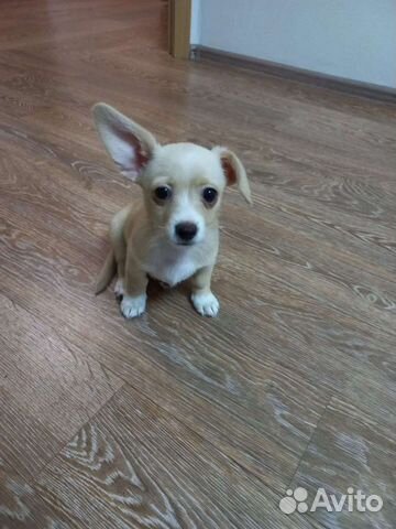 Маленькая собака щенок