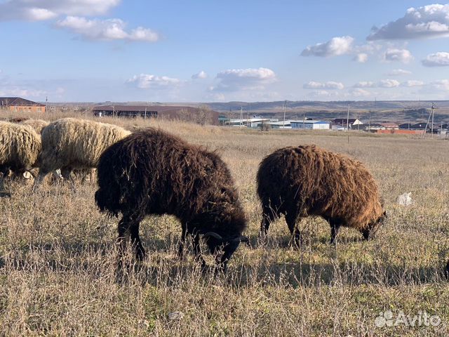 Овцы бараны