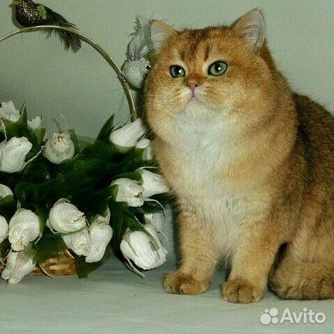 Вязка с британским котом