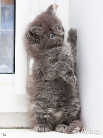 Котенок Василиса