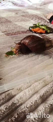 Отдам в добрые руки улитят